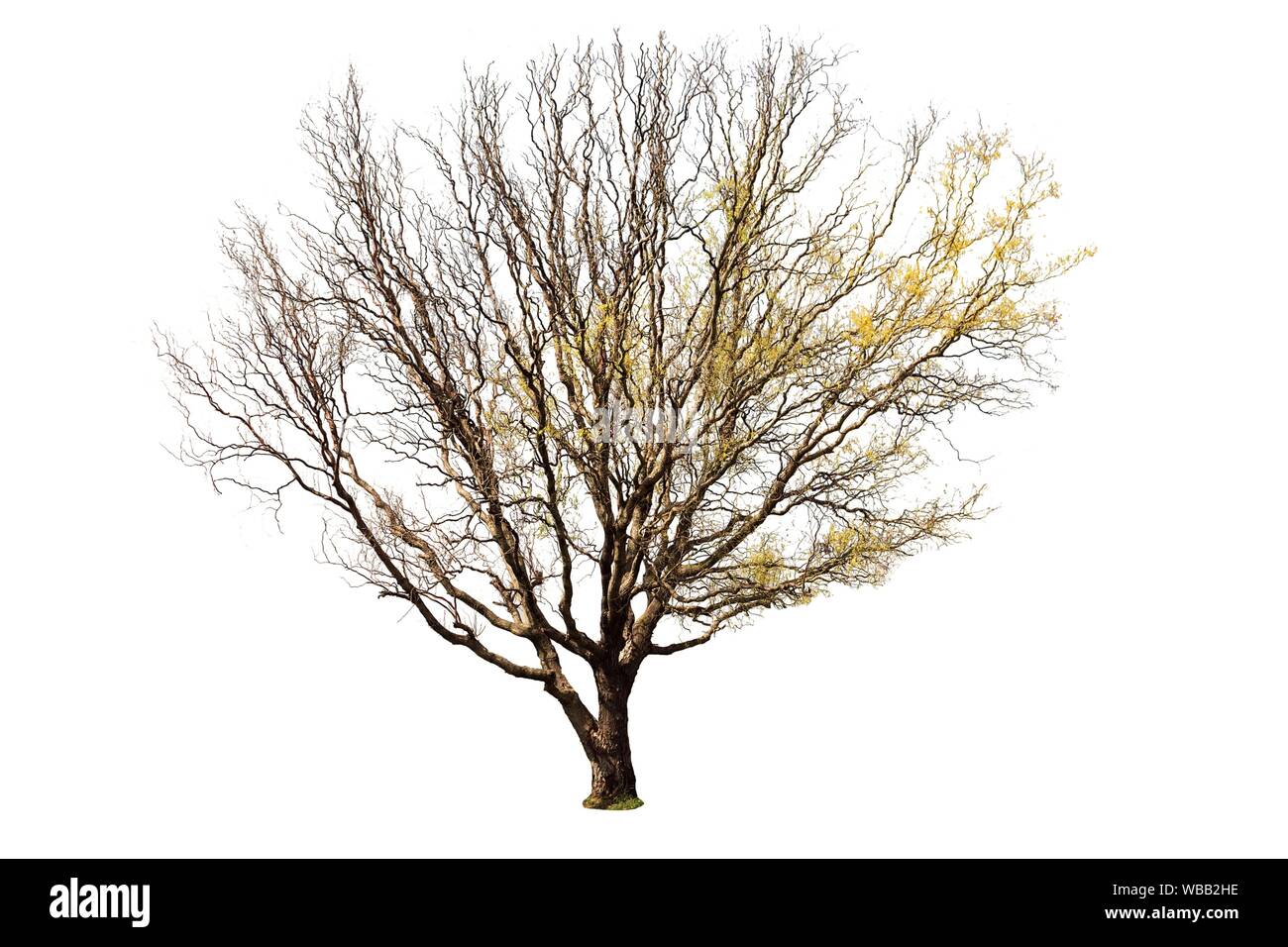 Canopy white hi-res stock photography and images - Alamy