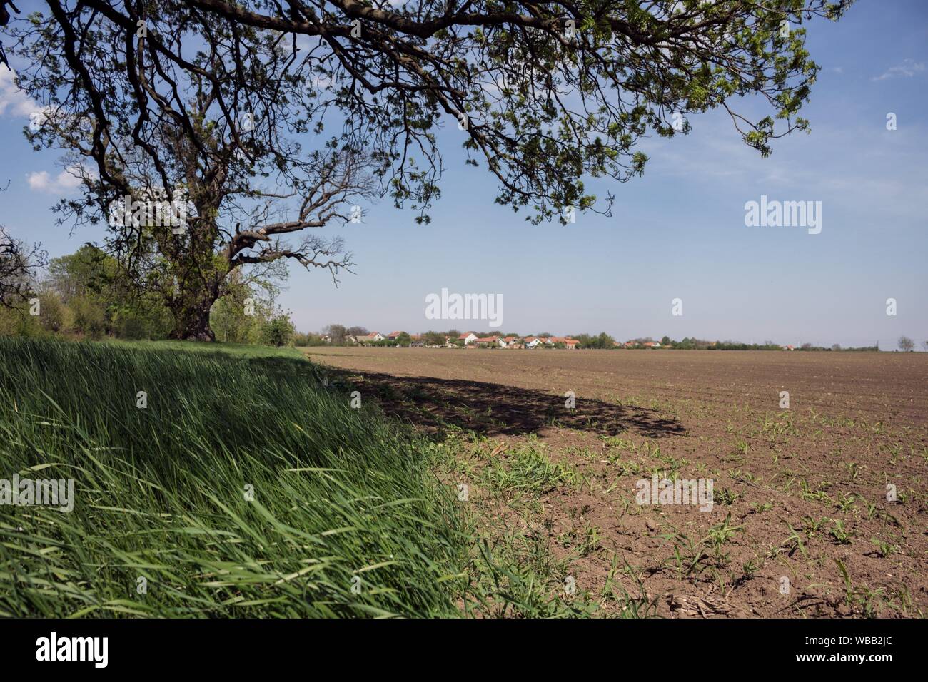 Tree making shade hi-res stock photography and images - Alamy