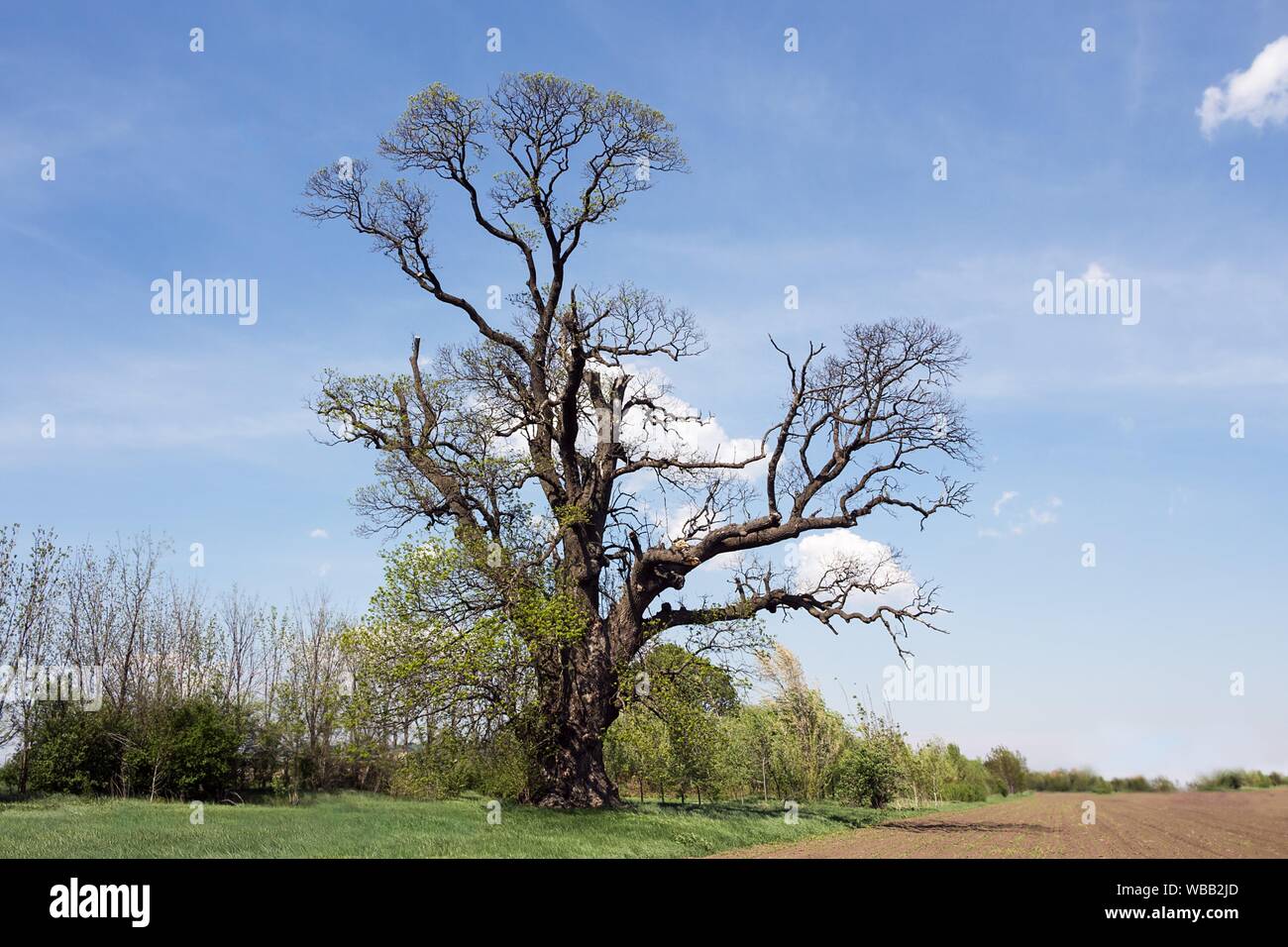 Leaf canopy ash tree hi-res stock photography and images - Alamy