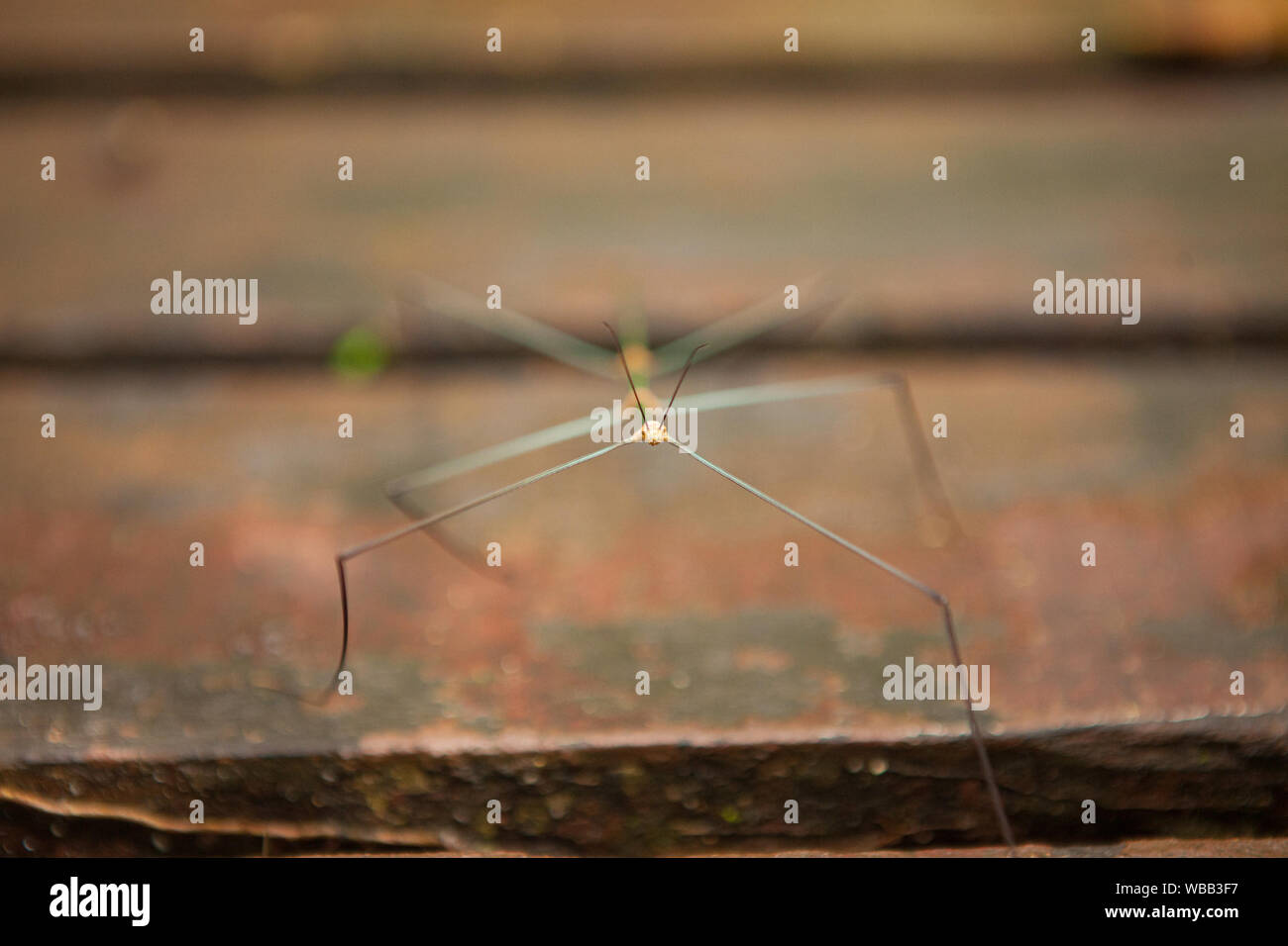 Stick insect in Gunung Mulu national park Malaysia Stock Photo - Alamy