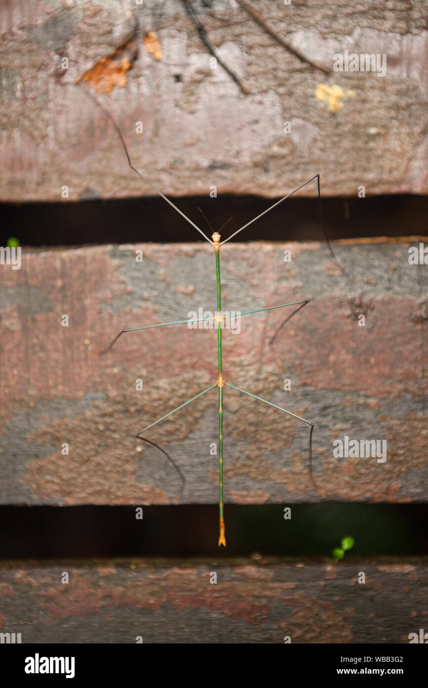 Stick insect in Gunung Mulu national park Malaysia Stock Photo - Alamy