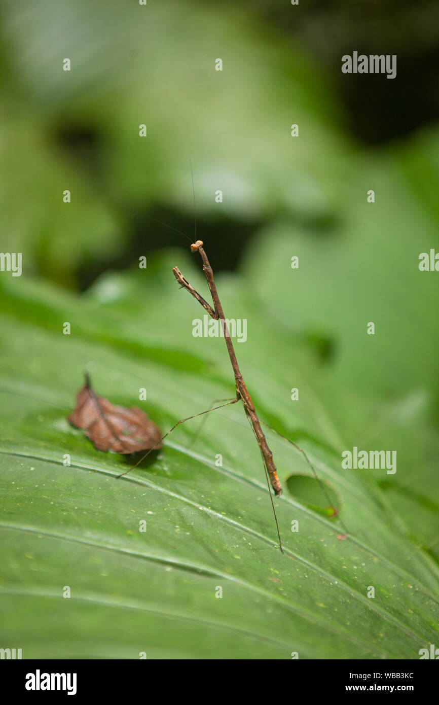 Stick insect borneo hi-res stock photography and images - Alamy