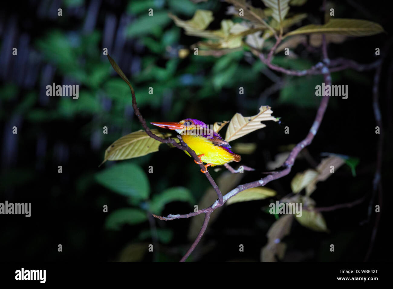Night forest bird hi-res stock photography and images - Alamy