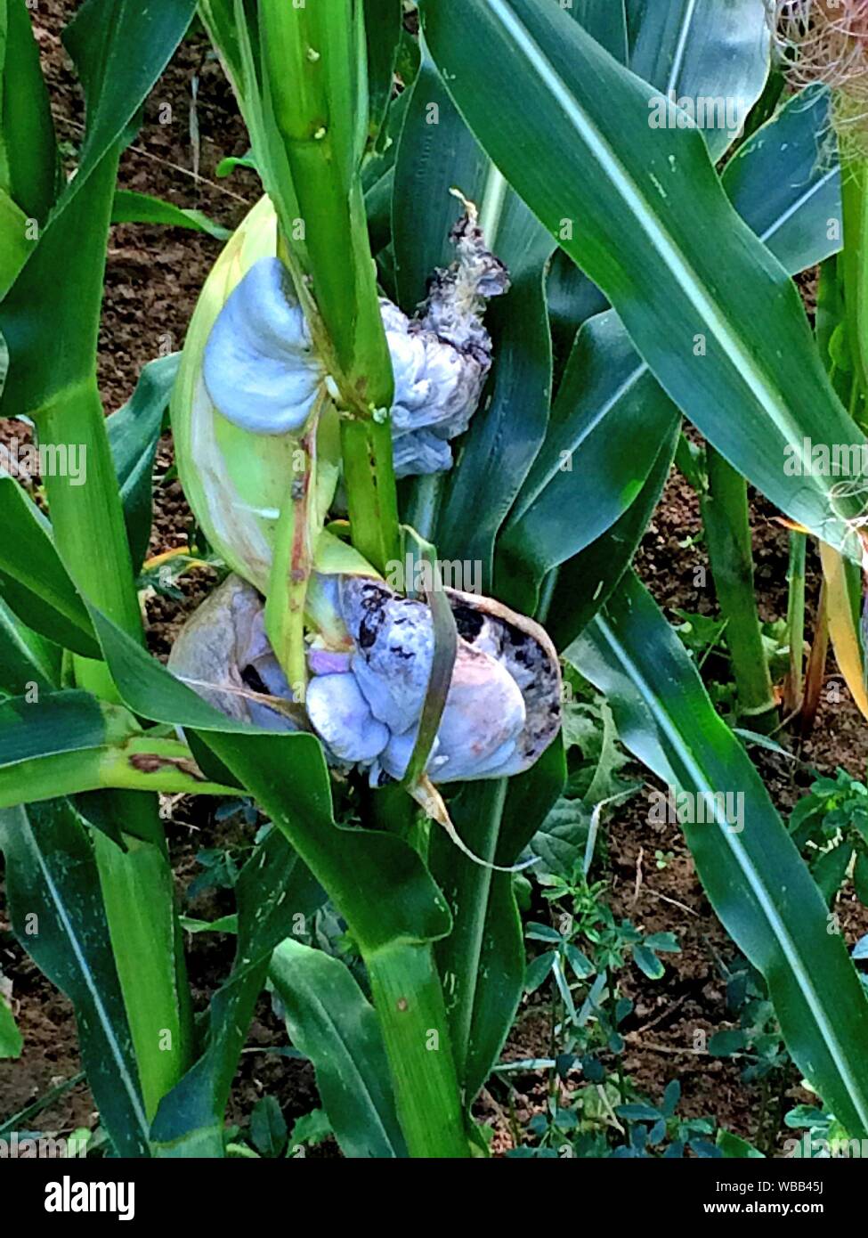 Smut disease hi-res stock photography and images - Alamy