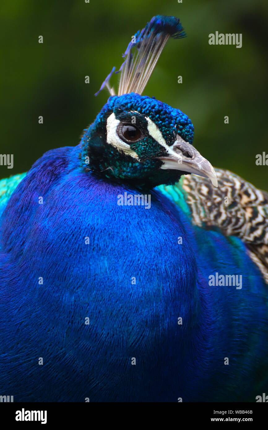 Female peacock face hi-res stock photography and images - Alamy