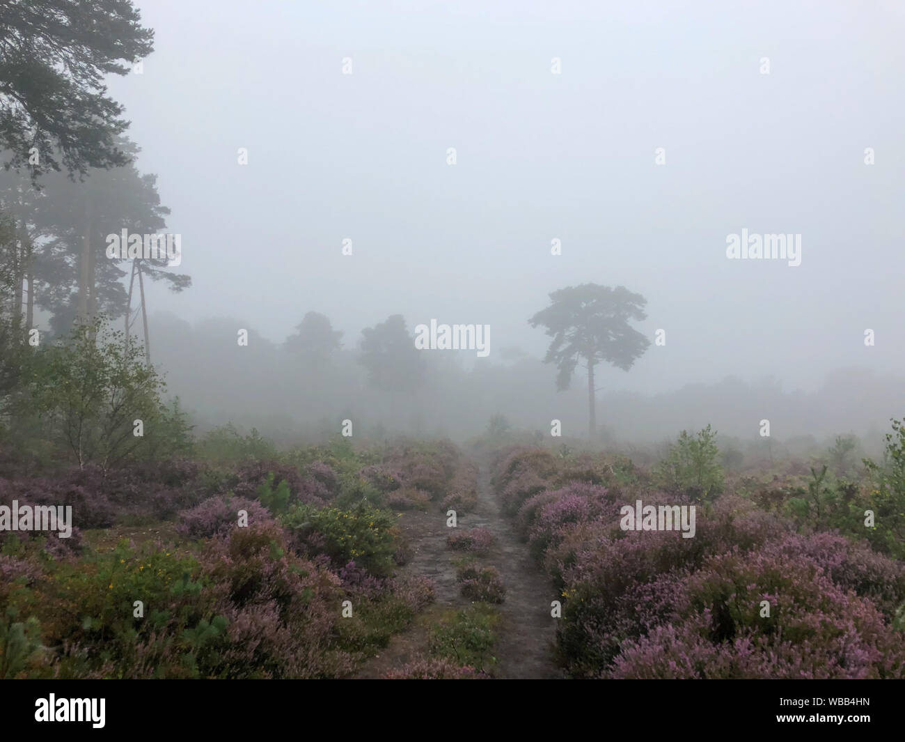 Hard to see through fog hi-res stock photography and images - Alamy