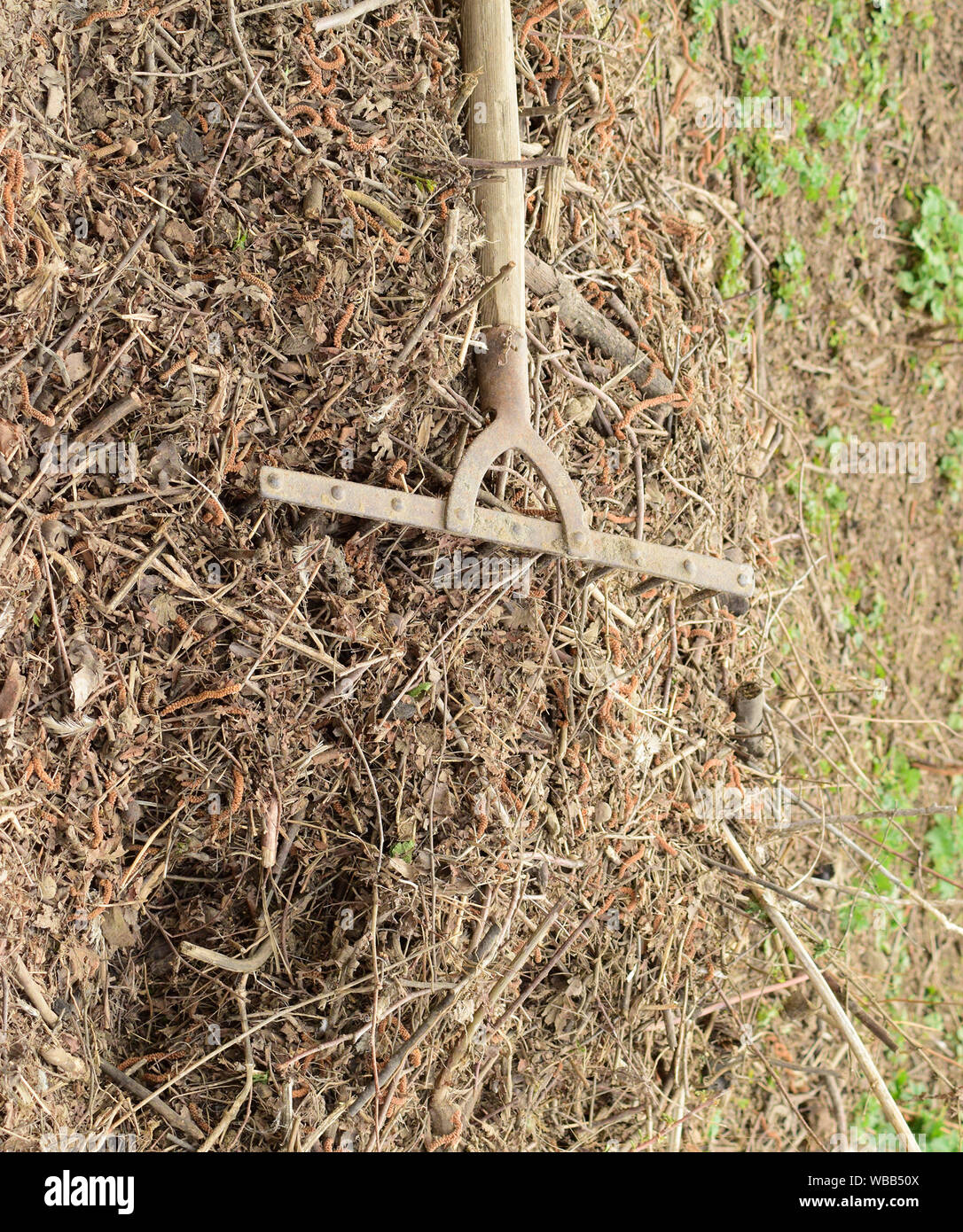 Rake in a pile of organic waste. Garbage collection in the garden ...