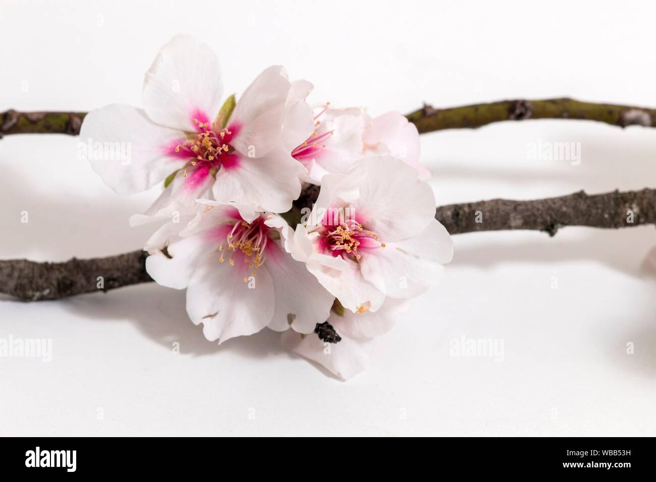 almond tree branch isolated on a white background Stock Photo - Alamy