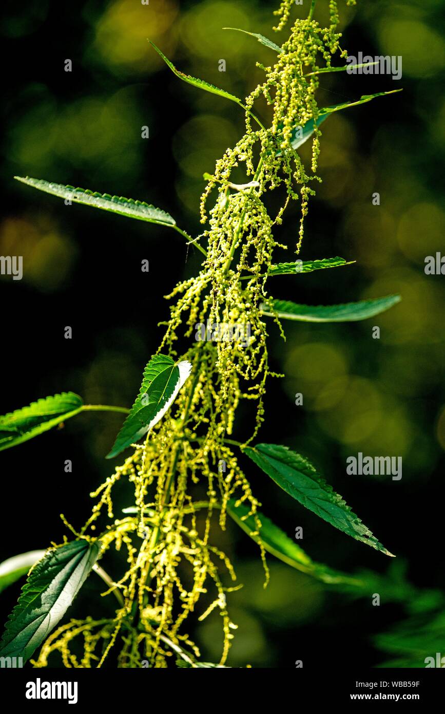 stinging nettle with eatable seeds Stock Photo - Alamy