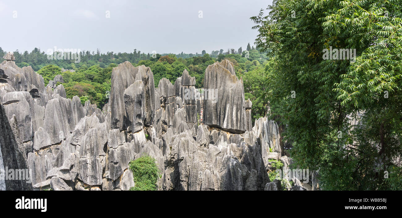 Visit to the Stone Forest, Kunming, Yunnan province, China. Limestone ...