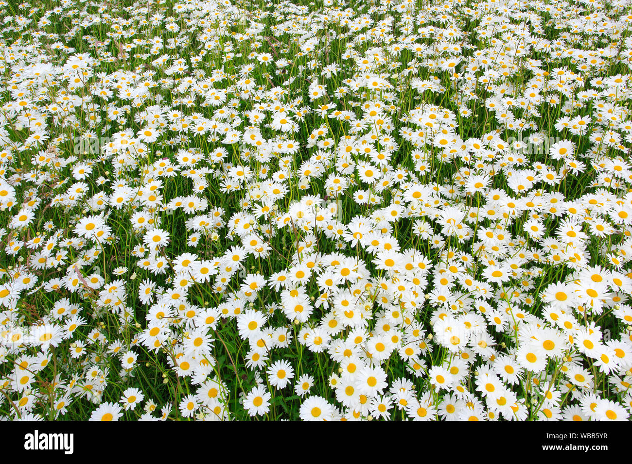 Ox-eye Daisy, Moon Daisy (Leucanthemum vulgare). flowering stand ...
