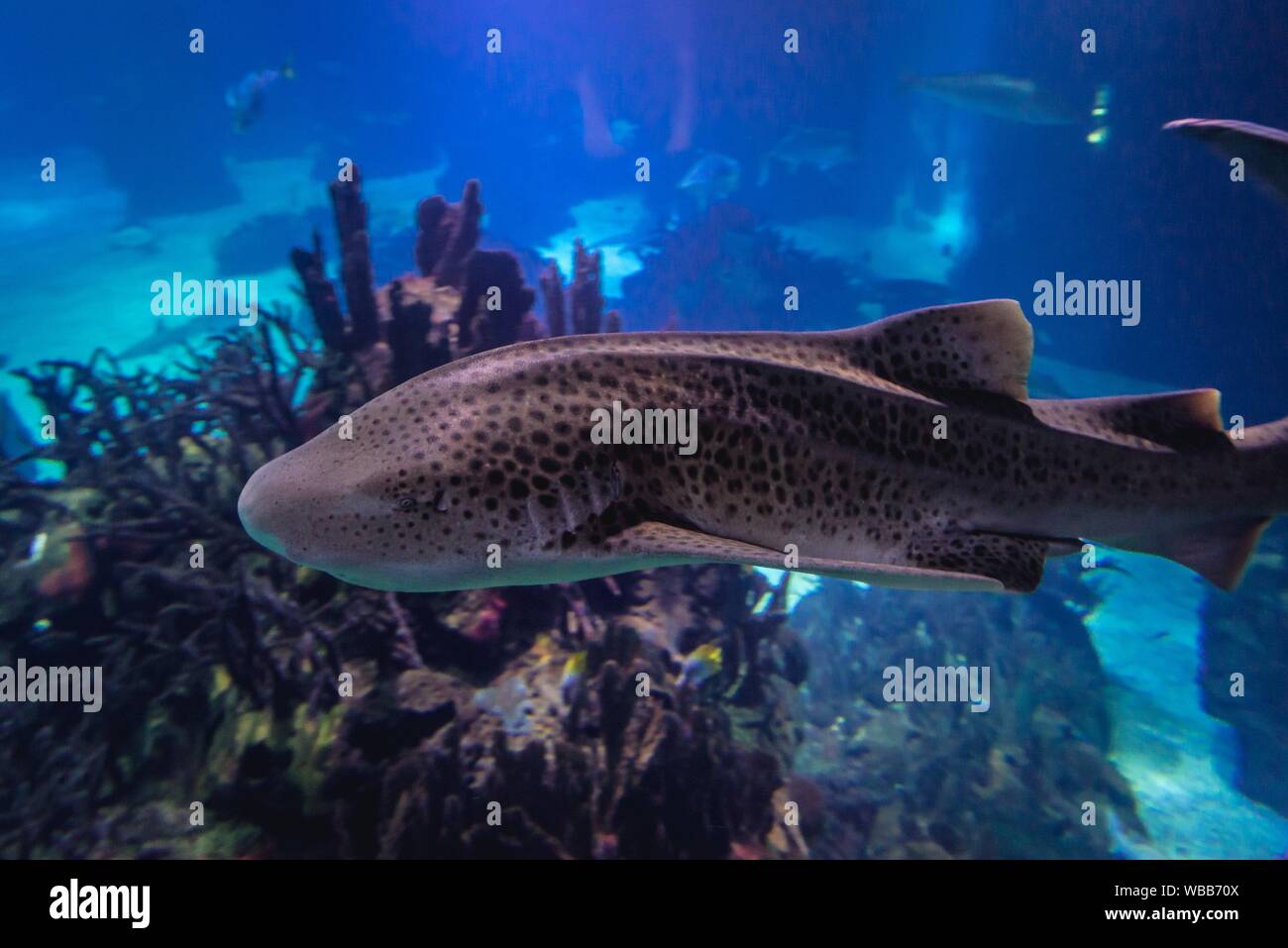 Stegostoma fasciatum hi-res stock photography and images - Alamy