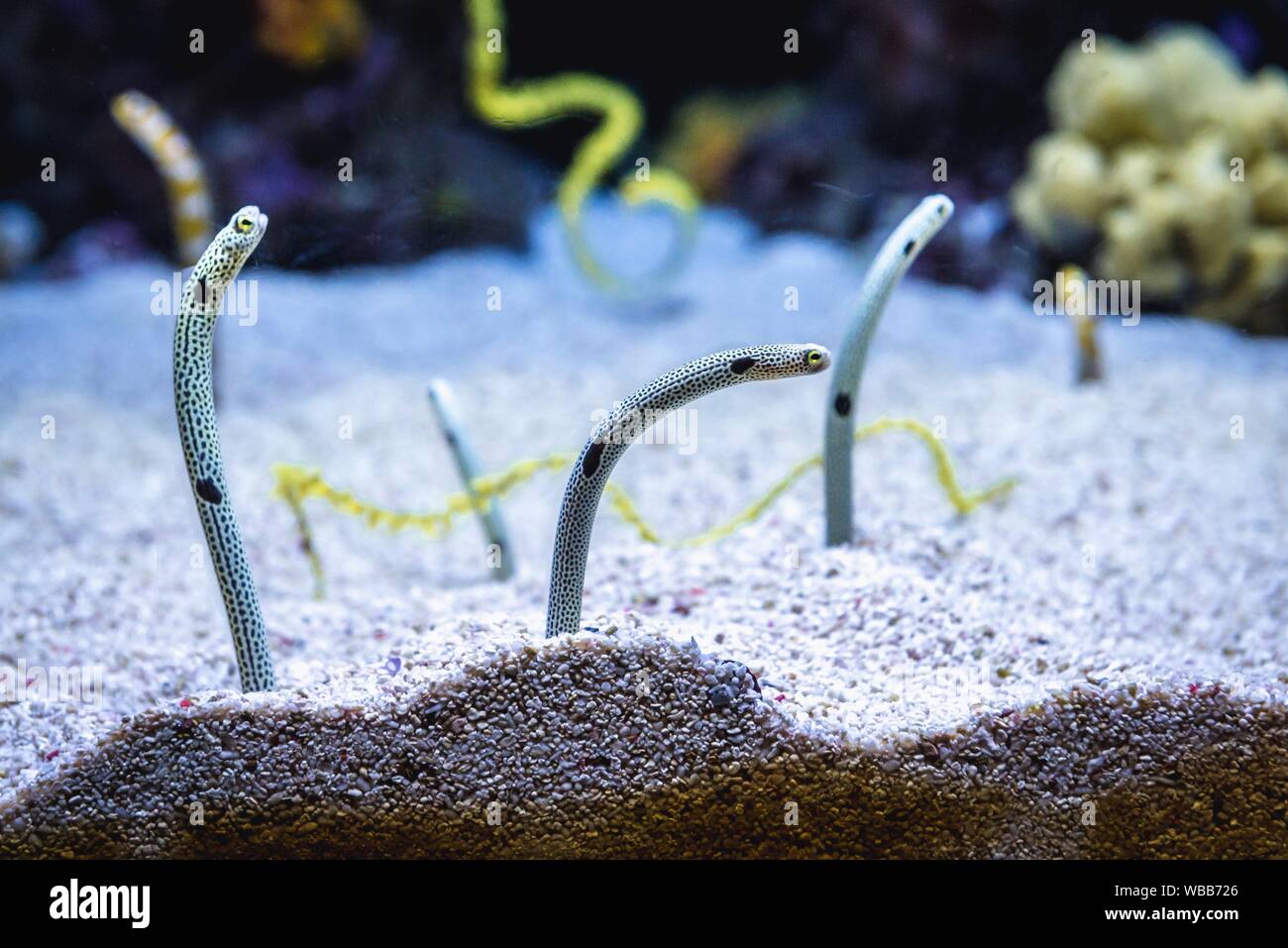 Spotted garden eel heteroconger hassi hi-res stock photography and ...
