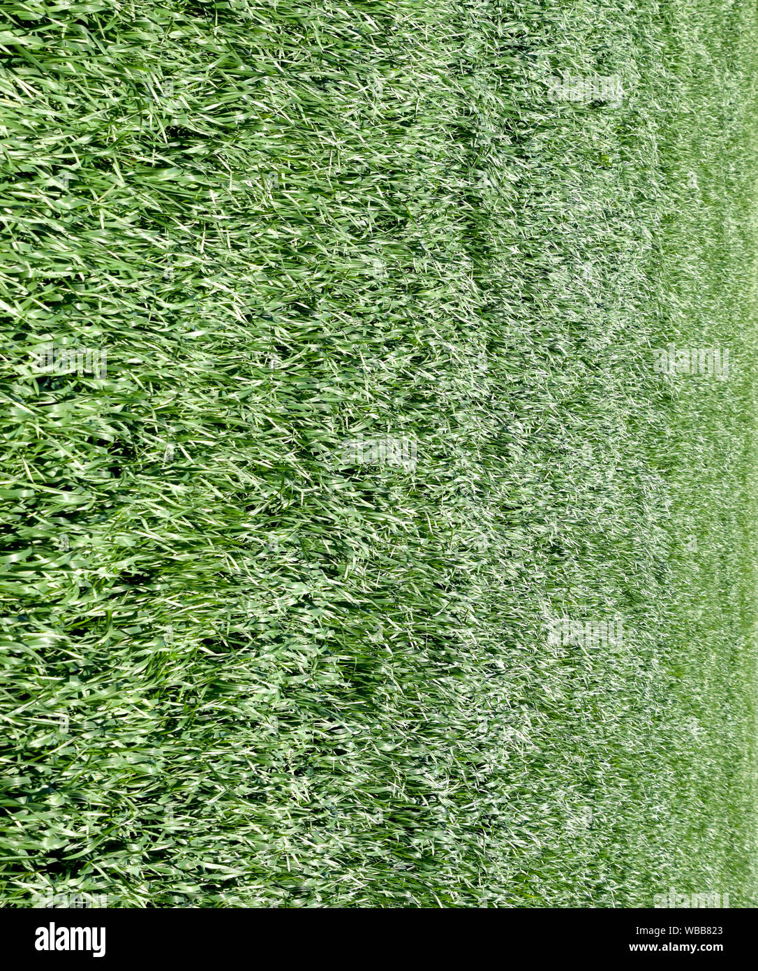 Young wheat green on the field, background texture of grass Stock Photo ...