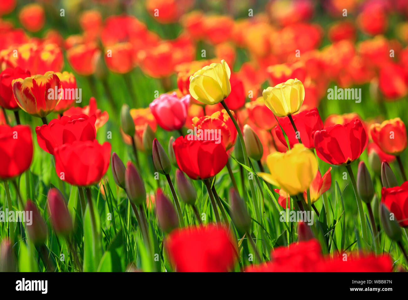 Flowering red and yellow tulips (Tulipa sp.). Germany Stock Photo - Alamy
