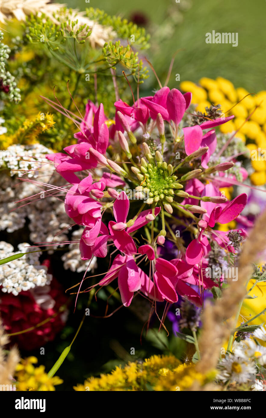 Floristic bouquet of flowers, herbs and fruits that are the symbol of ...