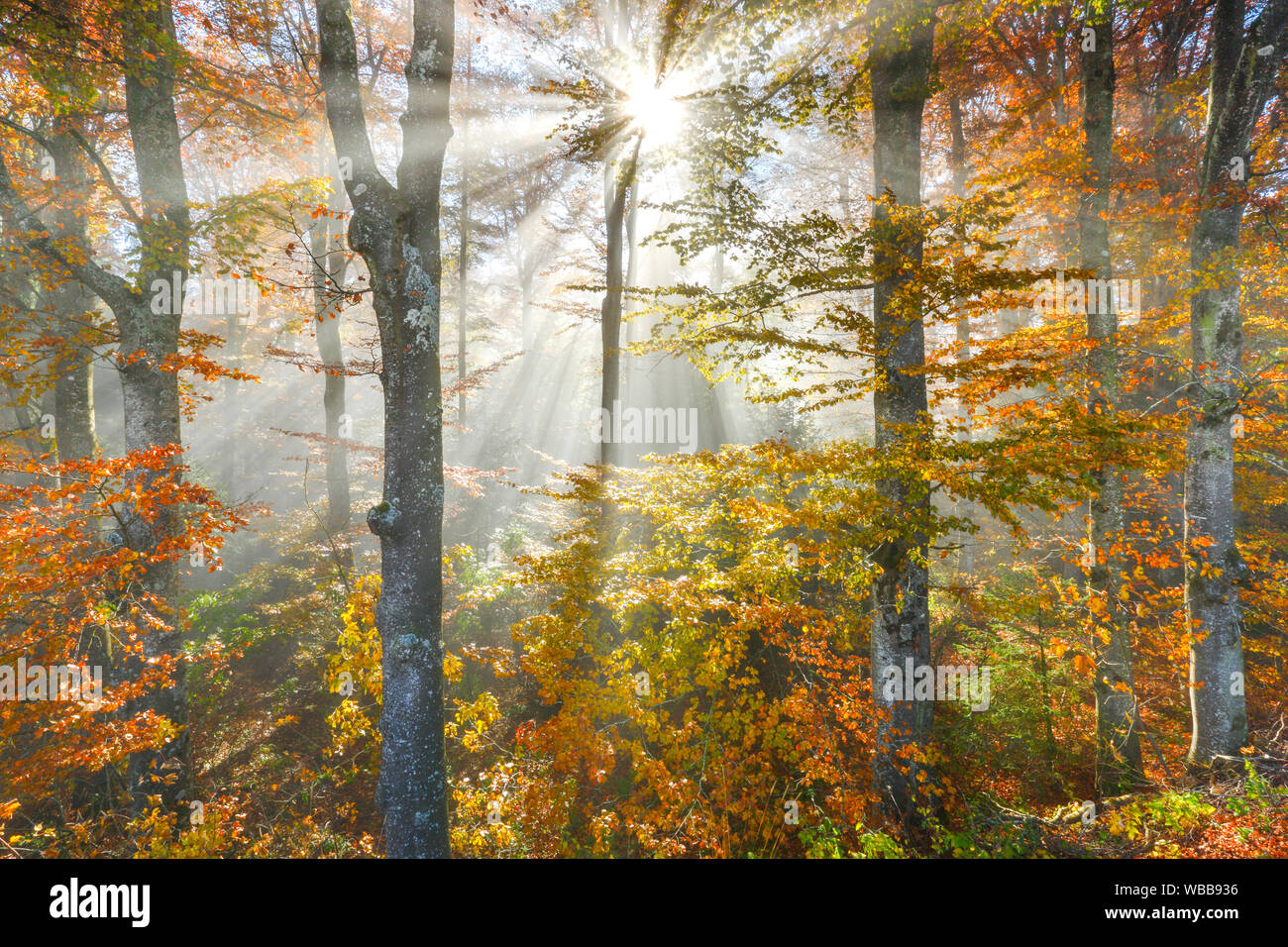 Common Beech (Fagus sylvatica). Forest in autumn. Switzerland Stock ...