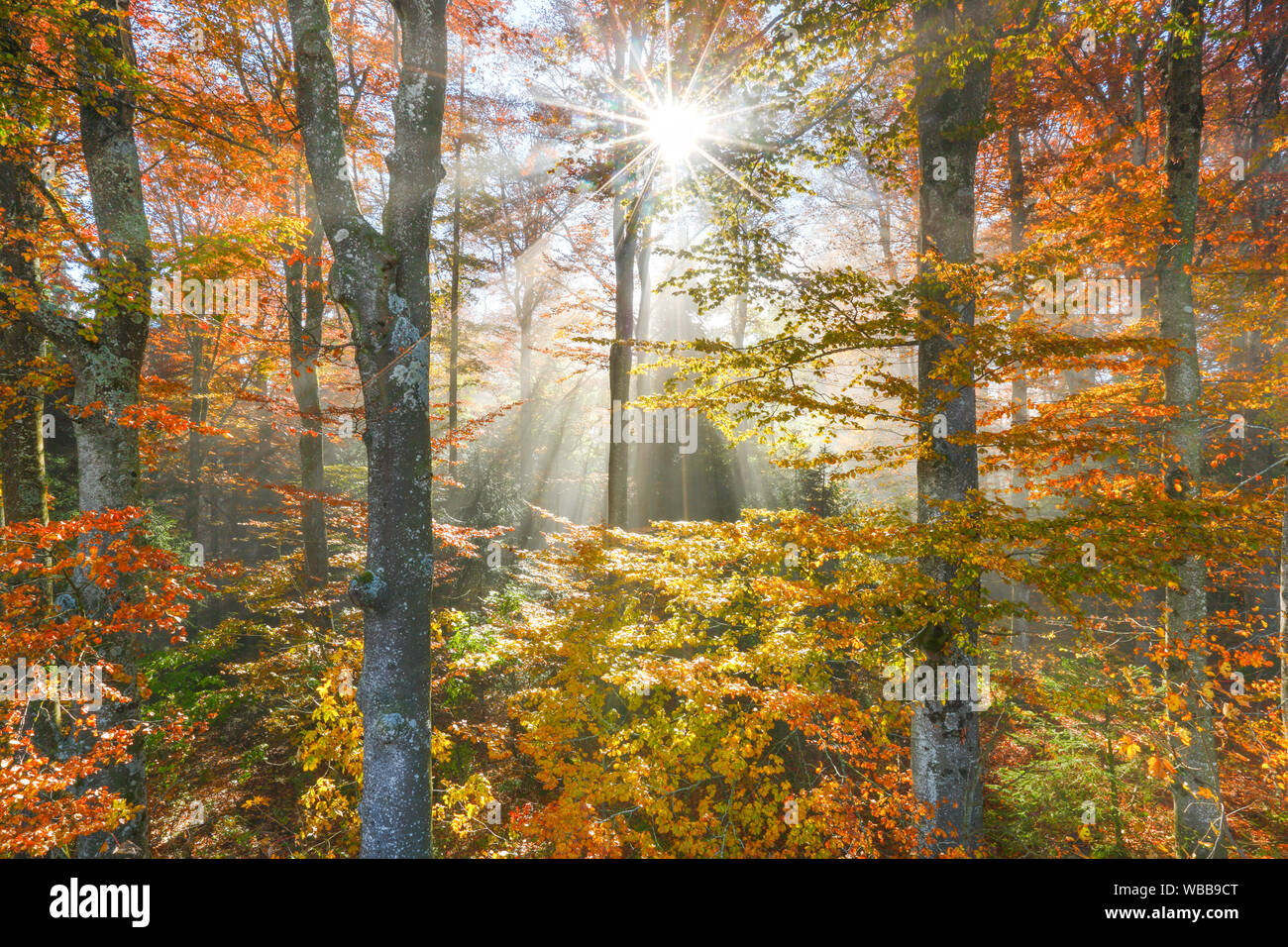 Beech tree mist hi-res stock photography and images - Alamy