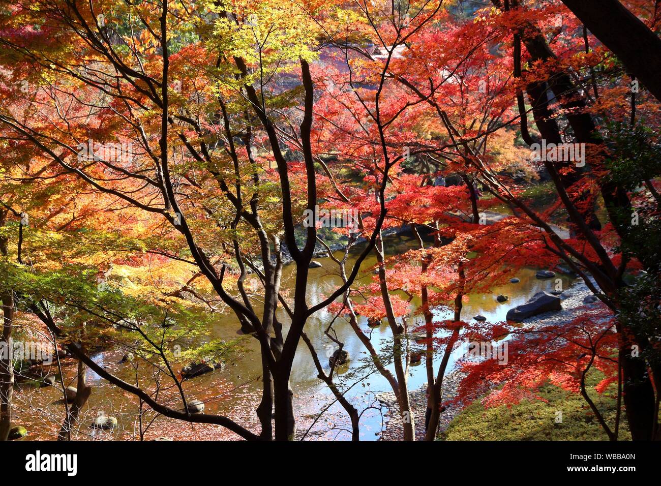 Autumn foliage in Tokyo, Japan - maple leaves of Koishikawa Korakuen ...