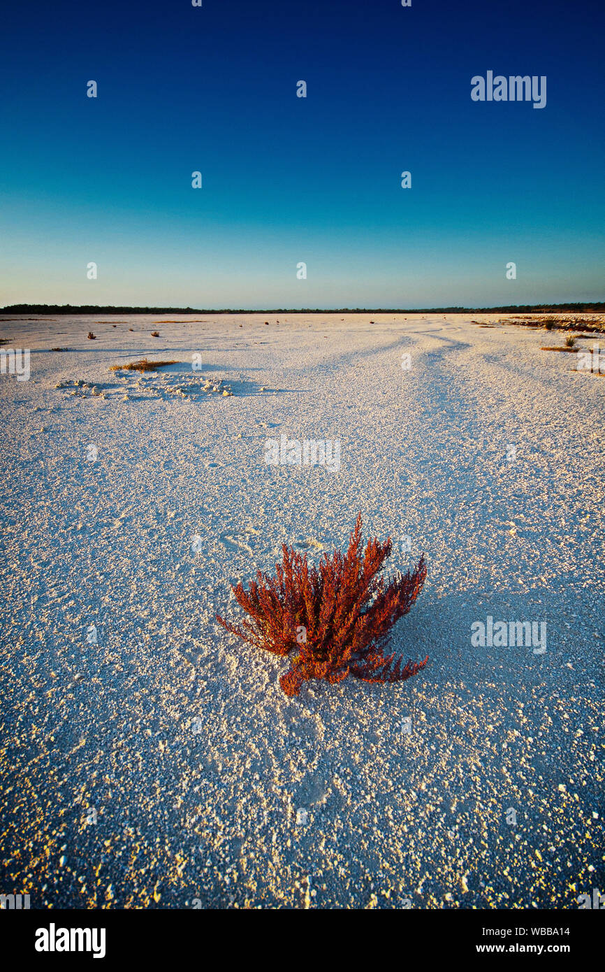 A plant finding nourishment in the limestone-gypsum bed of a lake once ...