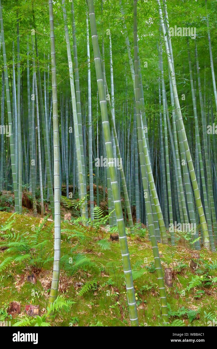 Japanese texture hi-res stock photography and images - Alamy