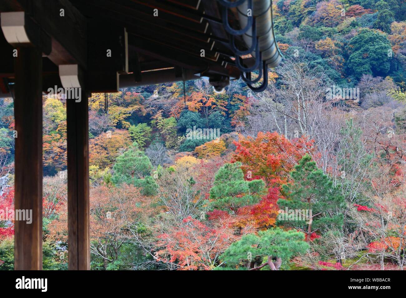 Tenryuji temple garden autumn leaves kyoto japan hi-res stock ...