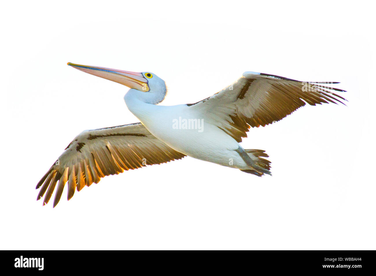 Australian pelican Cut Out Stock Images & Pictures - Alamy