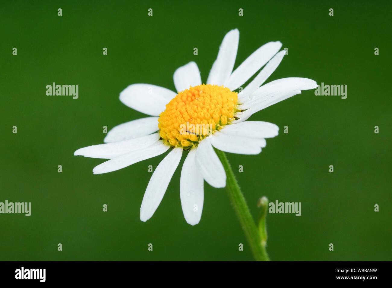 Ox-eye Daisy, Moon Daisy (Leucanthemum vulgare), single flower ...