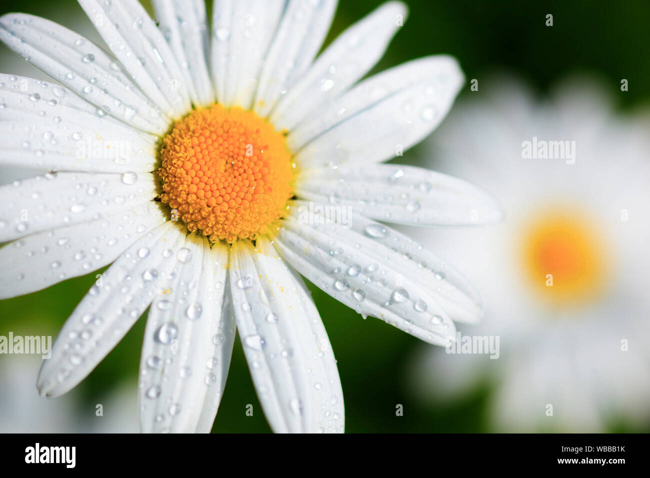 Ox-eye Daisy, Moon Daisy (Leucanthemum vulgare). Flower with dew drops ...