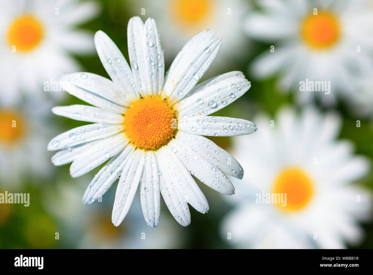 Ox-eye Daisy, Moon Daisy (Leucanthemum vulgare). Flower with dew drops ...