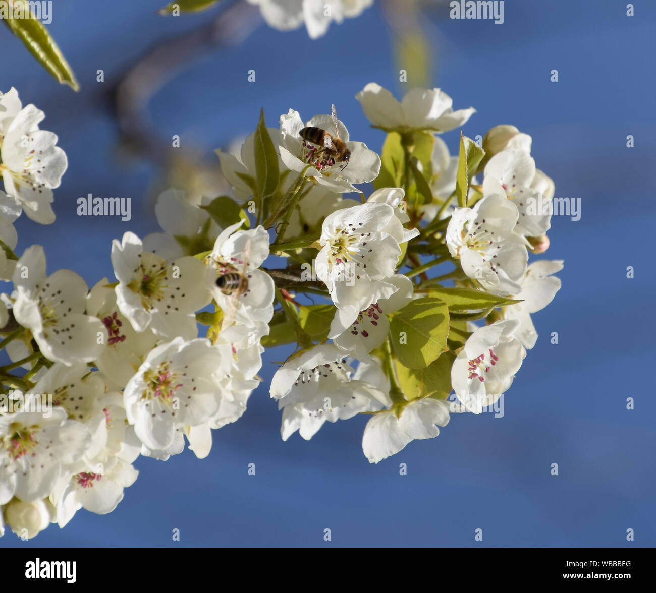 Pollination of flowers by bees pears. White pear flowers is a source of ...
