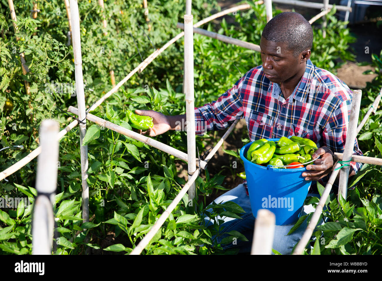 African-american farmer harvesting bell peppers on plantation Stock ...
