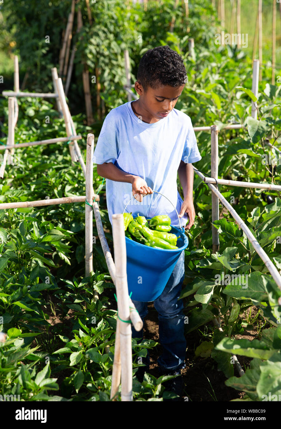 African-american teenager boy harvesting bell peppers on plantation ...