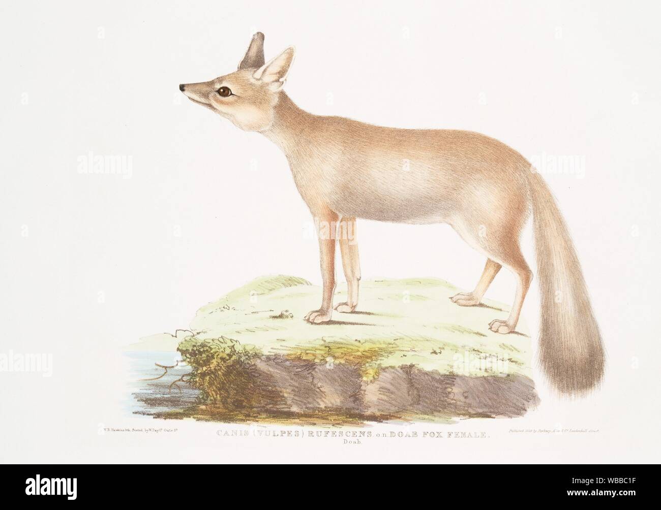 Vulpes rufescens hi-res stock photography and images - Alamy