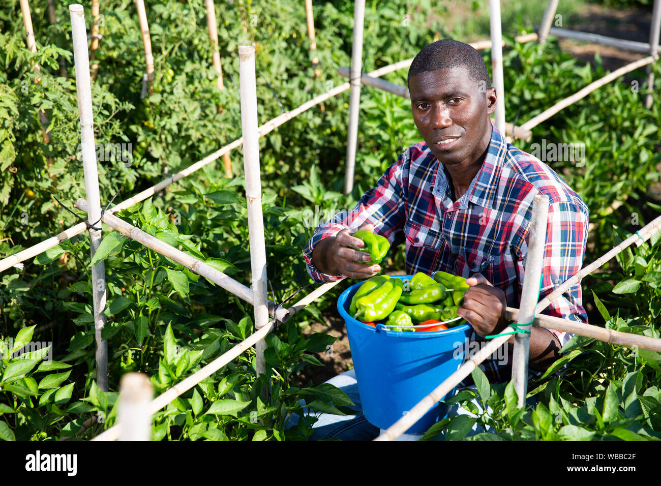 African-american farmer harvesting bell peppers on plantation Stock ...
