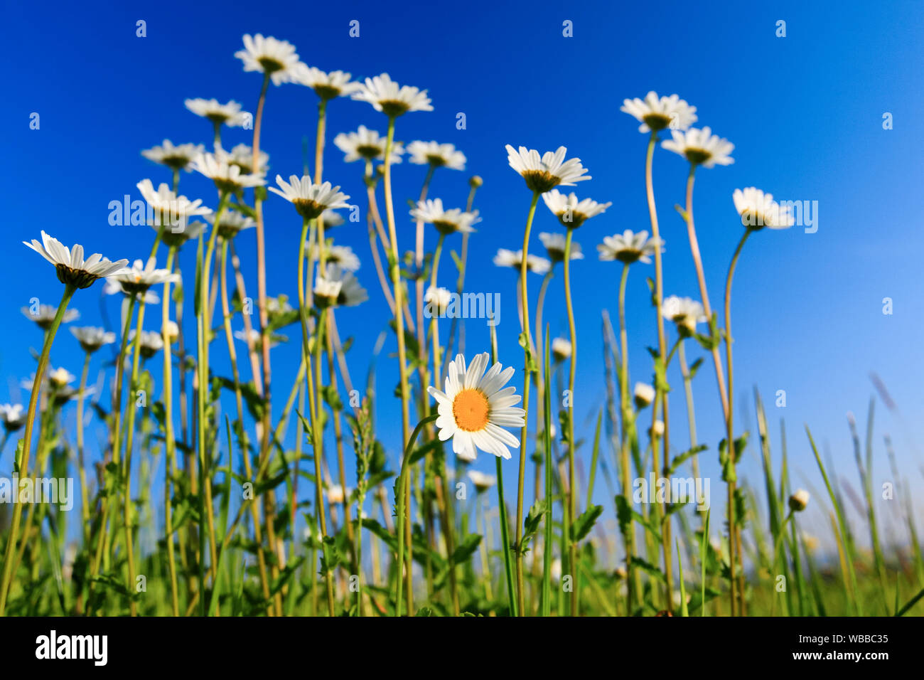 Ox-eye Daisy, Moon Daisy (Leucanthemum vulgare), flowers on a meadow ...