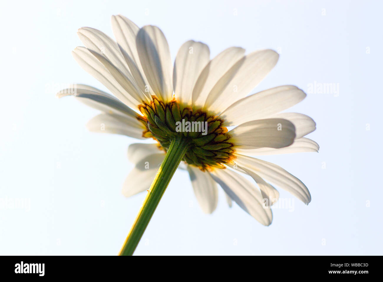 Ox-eye Daisy, Moon Daisy (Leucanthemum vulgare), single flower ...