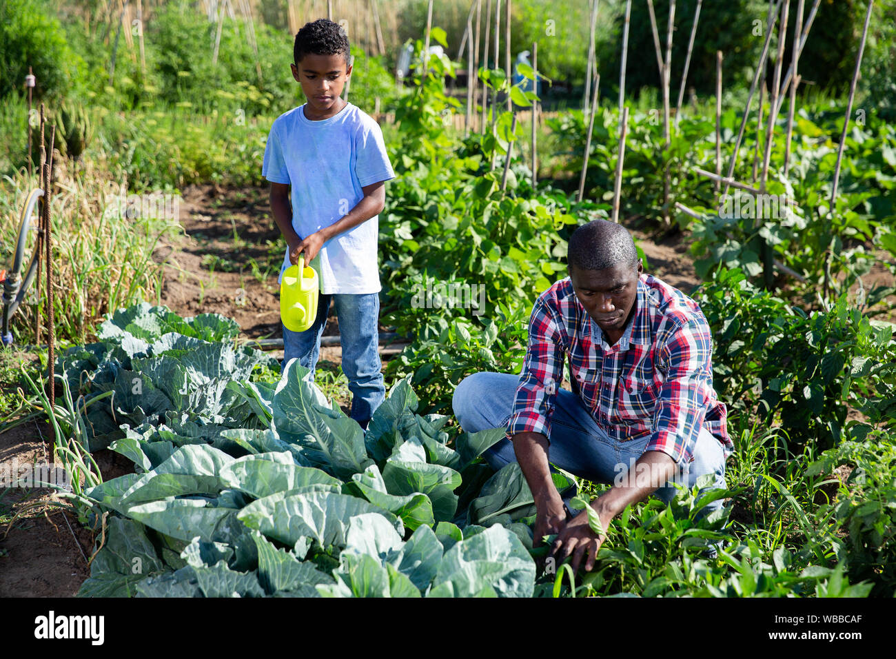 Teen son helps his father work in the garden Stock Photo - Alamy