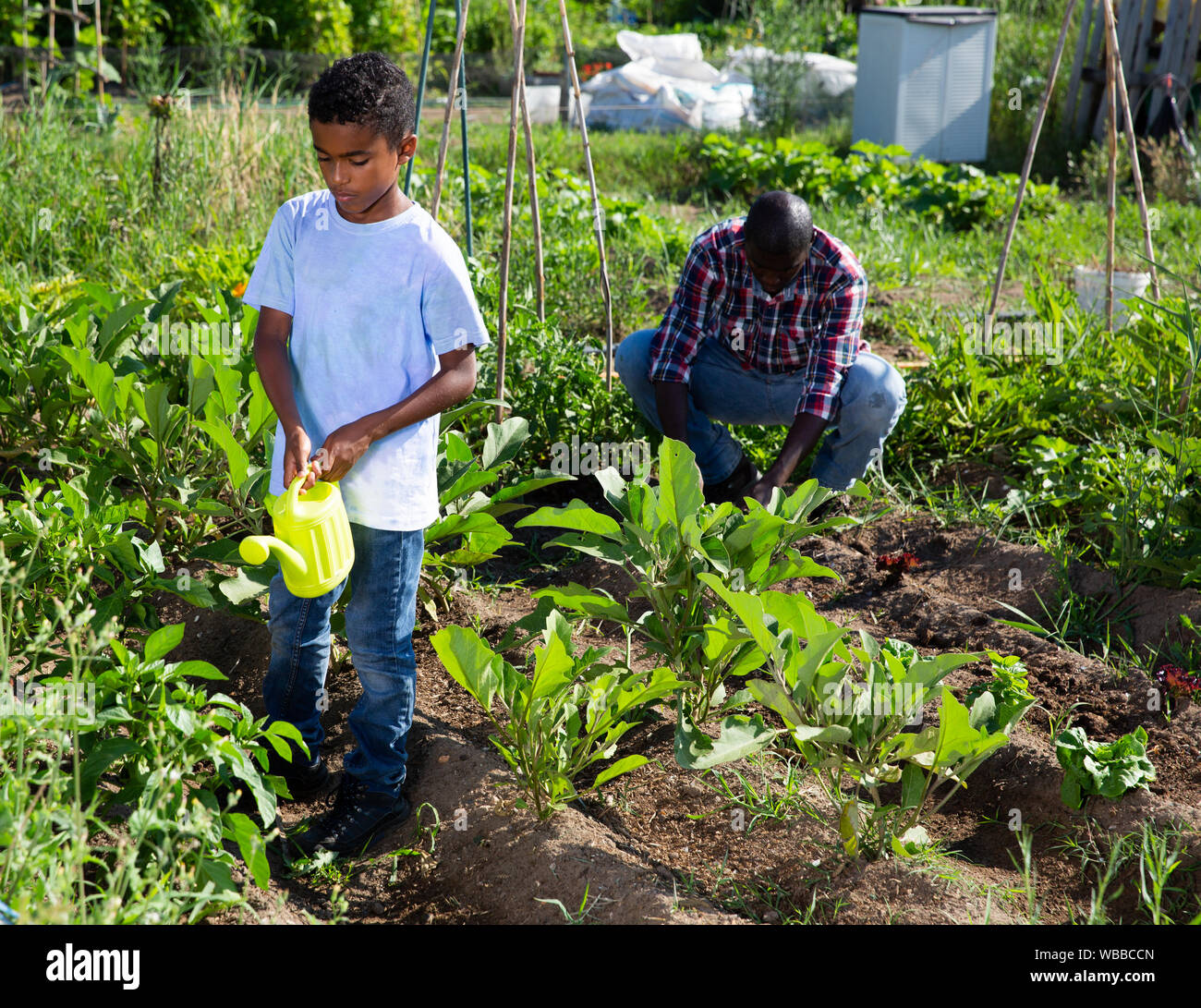 Teen son helps his father work in the garden Stock Photo - Alamy