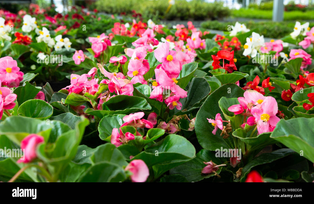 Variety of flowering plants cultivated in modern orangery Stock Photo ...