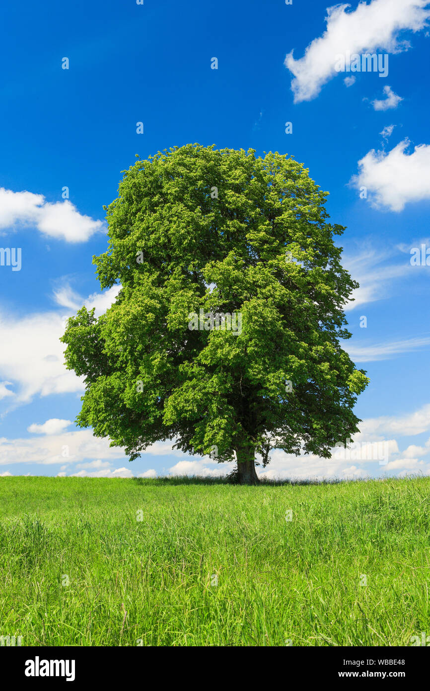 Linden (Tilia sp.). Single tree. Switzerland Stock Photo - Alamy