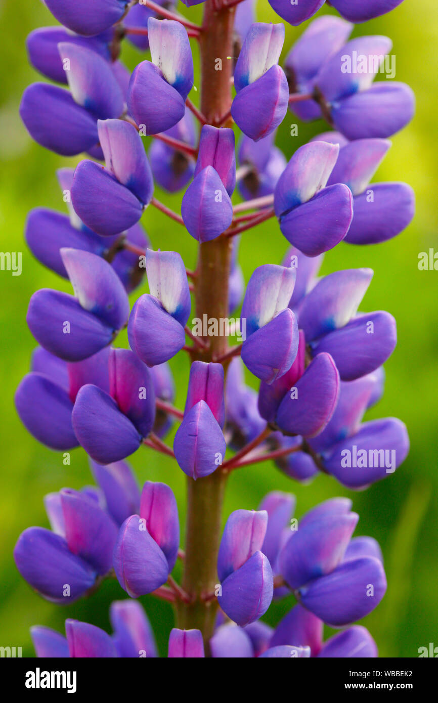 Garden Lupin (Lupinus polyphyllus), close-up of blue flowers ...