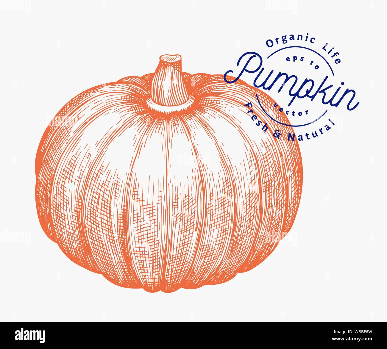 Pumpkin illustration. Hand drawn vector vegetable illustration ...