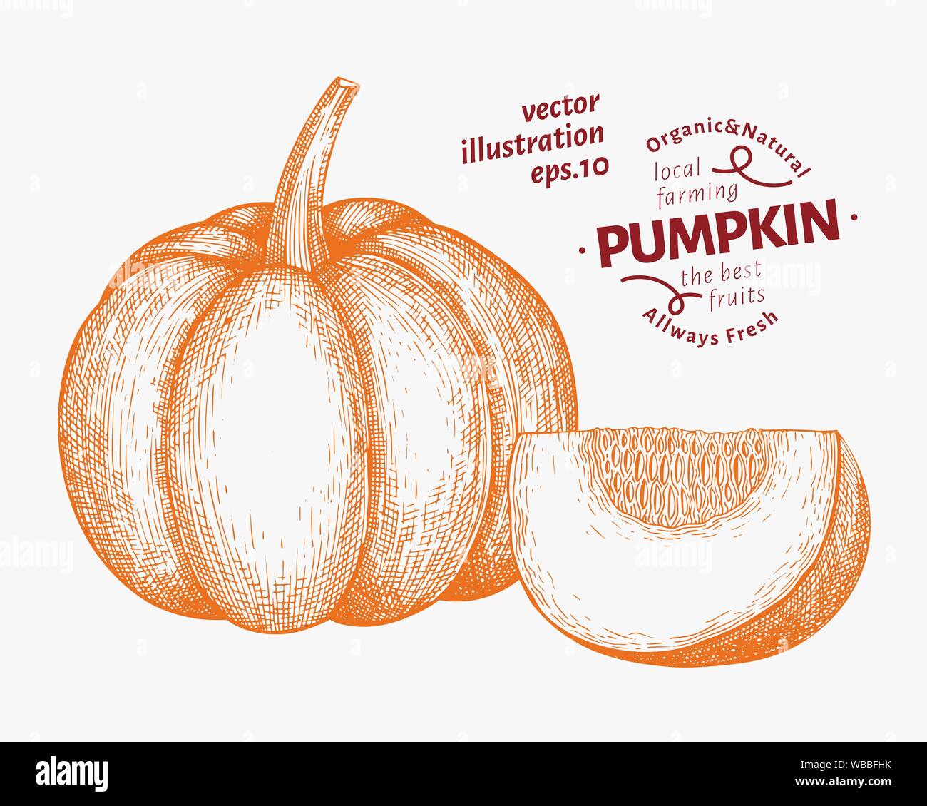 Pumpkin illustration set. Hand drawn vector vegetable illustration ...