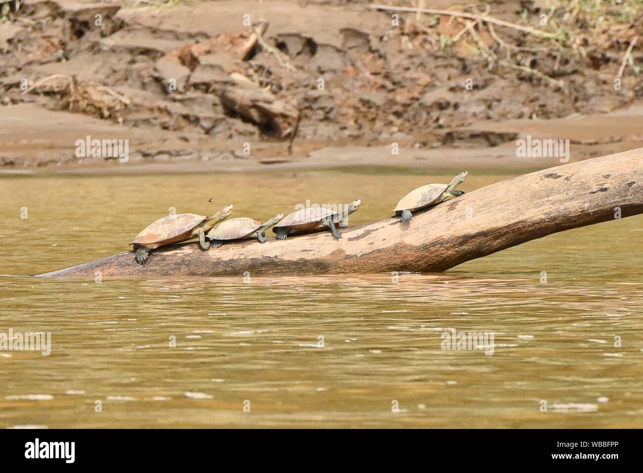 Yellow spotted amazon river turtles hi-res stock photography and images ...