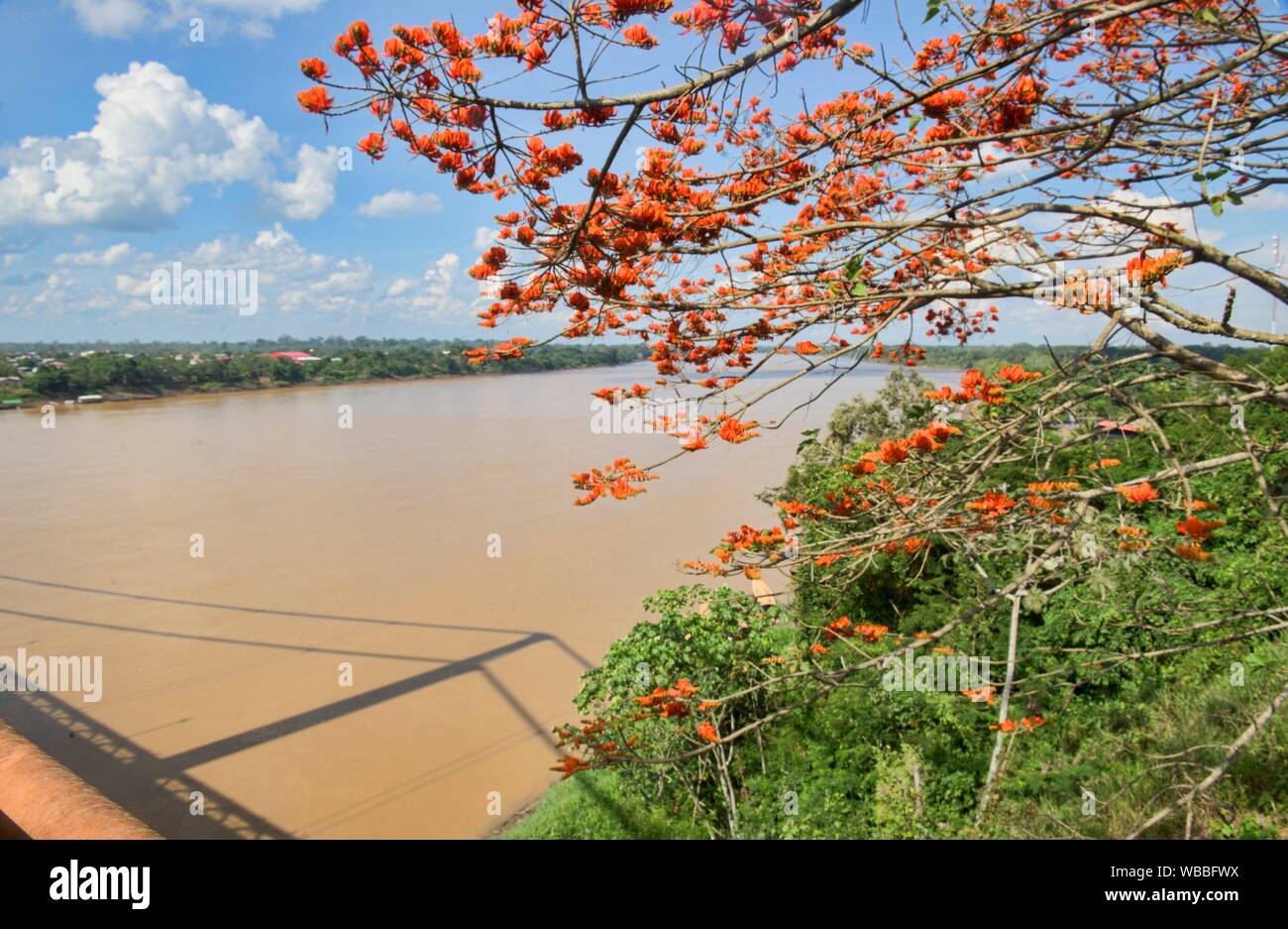 Flame Coral Tree Stock Photos & Flame Coral Tree Stock Images - Alamy