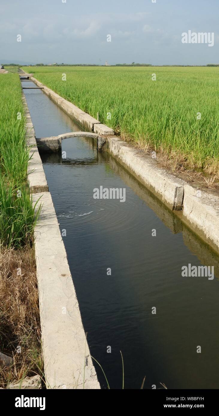 Rice plant water growing hi-res stock photography and images - Alamy