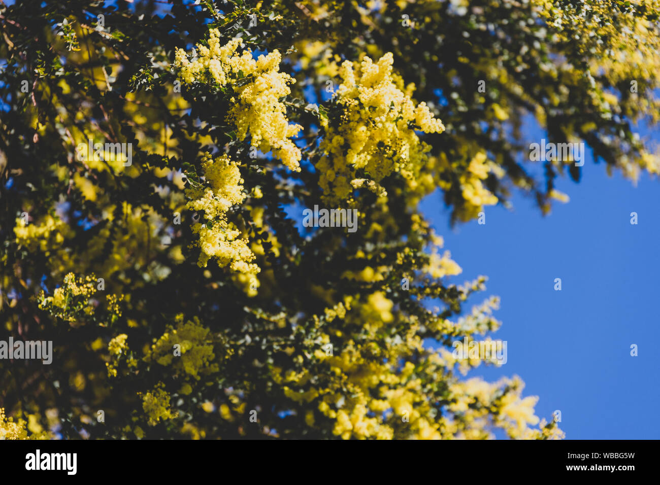 native Australian wattle tree about to bloom, the plant is also symbol ...
