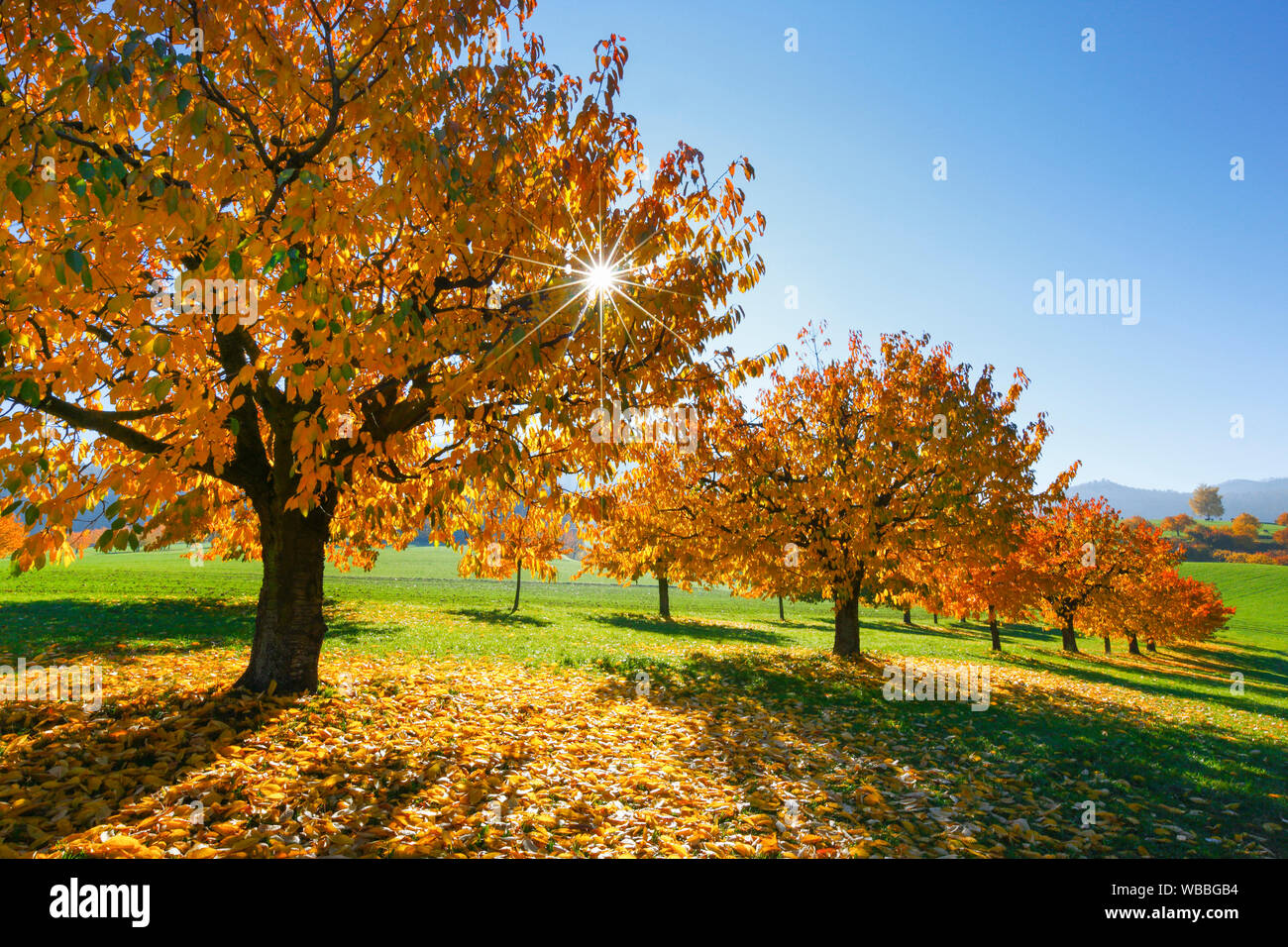 Cherry Trees (Prunus avium) in autumn. Switzerland Stock Photo - Alamy