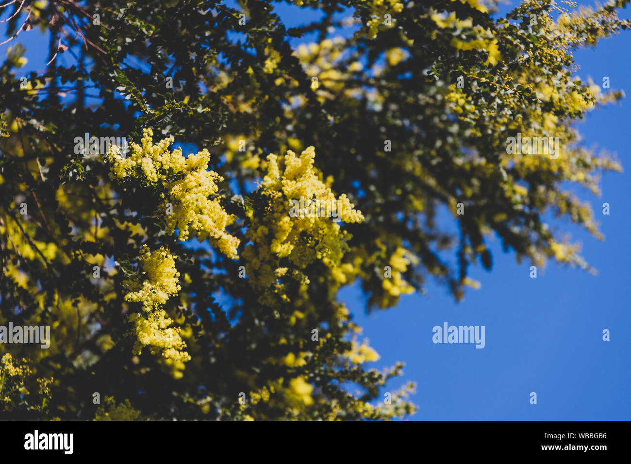 native Australian wattle tree about to bloom, the plant is also symbol ...